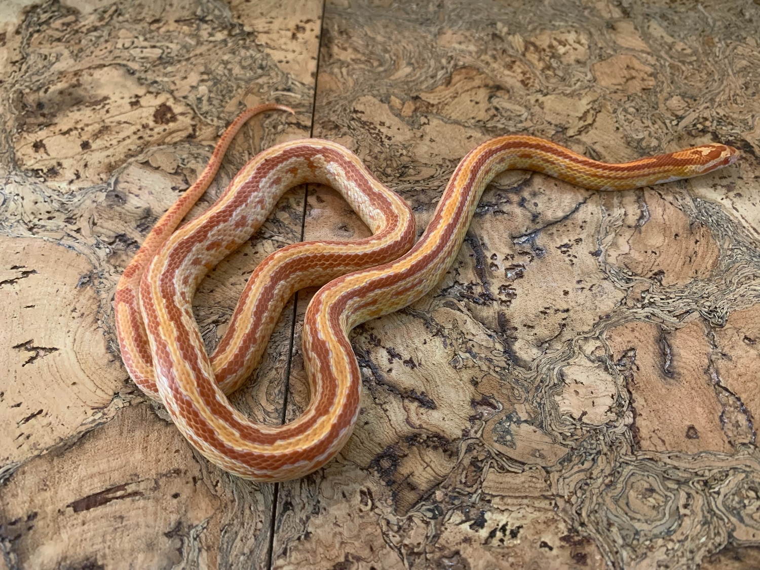 Amel Tessera Corn Snake by MF-Cornsnakes - MorphMarket