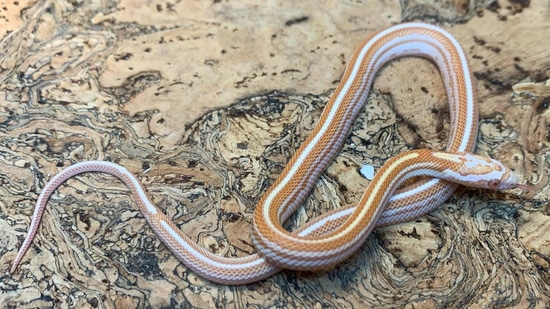 Toffee (Caramel) Amelanistic Striped Corn Snake by MF-Cornsnakes