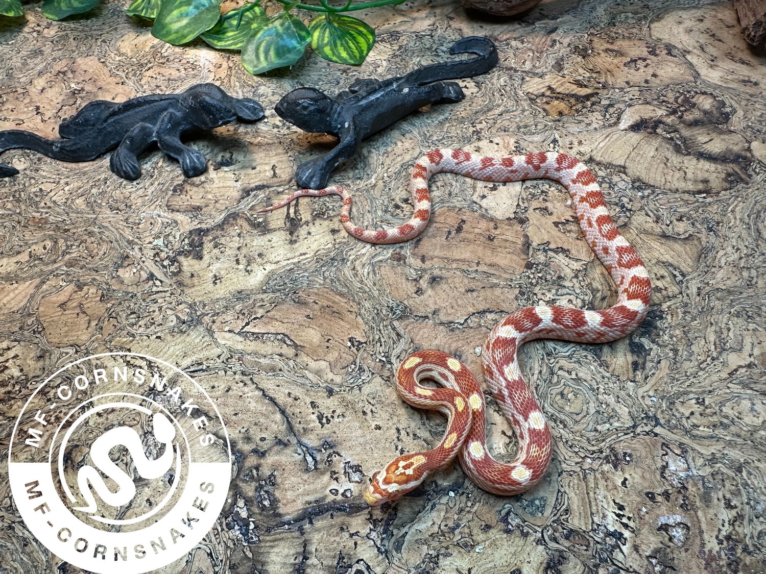 Amelanistic Corn Snake by MF-Cornsnakes - MorphMarket