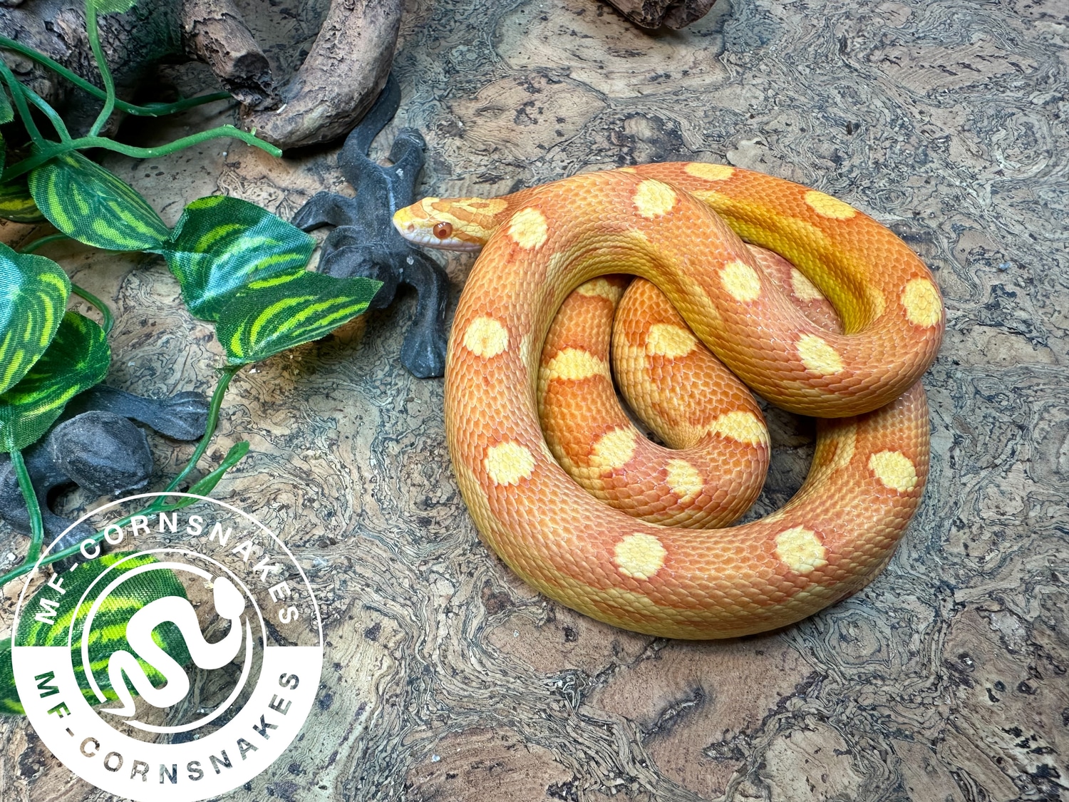 Butter Motley-x-striped Corn Snake by MF-Cornsnakes - MorphMarket
