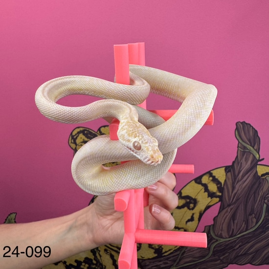 Albino Axanthic (Snow) Granite Other Carpet Python by Moss Family Adventure