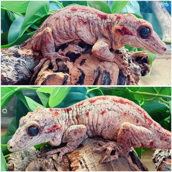 Pink Based Phantom Eye Gargoyle Gecko by SiLKViNES