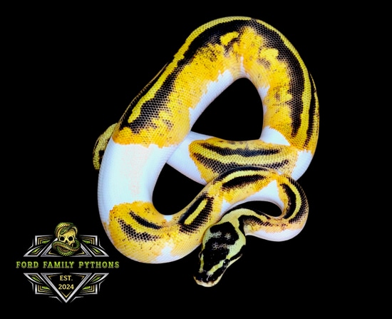 Orange Dream, Yellow Belly, Pastel, Piebald Ball Python by Ford Family ...