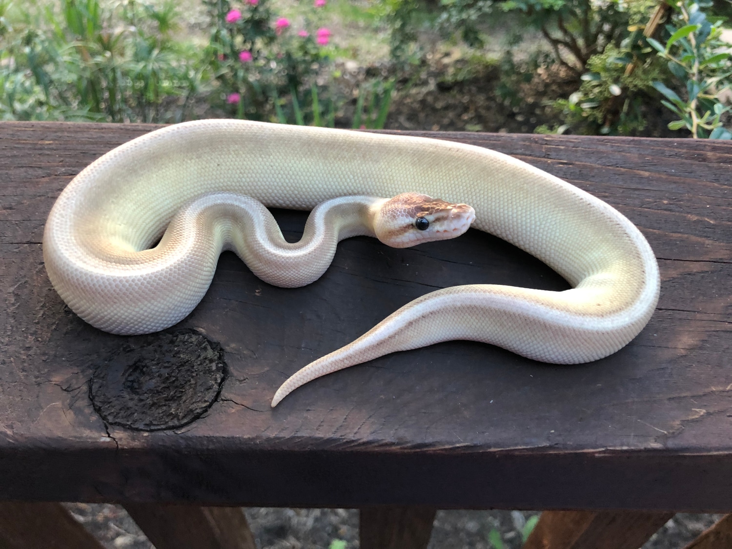 Lesser Pewter Genetic Stripe Ball Python by Double Helix Reptiles ...