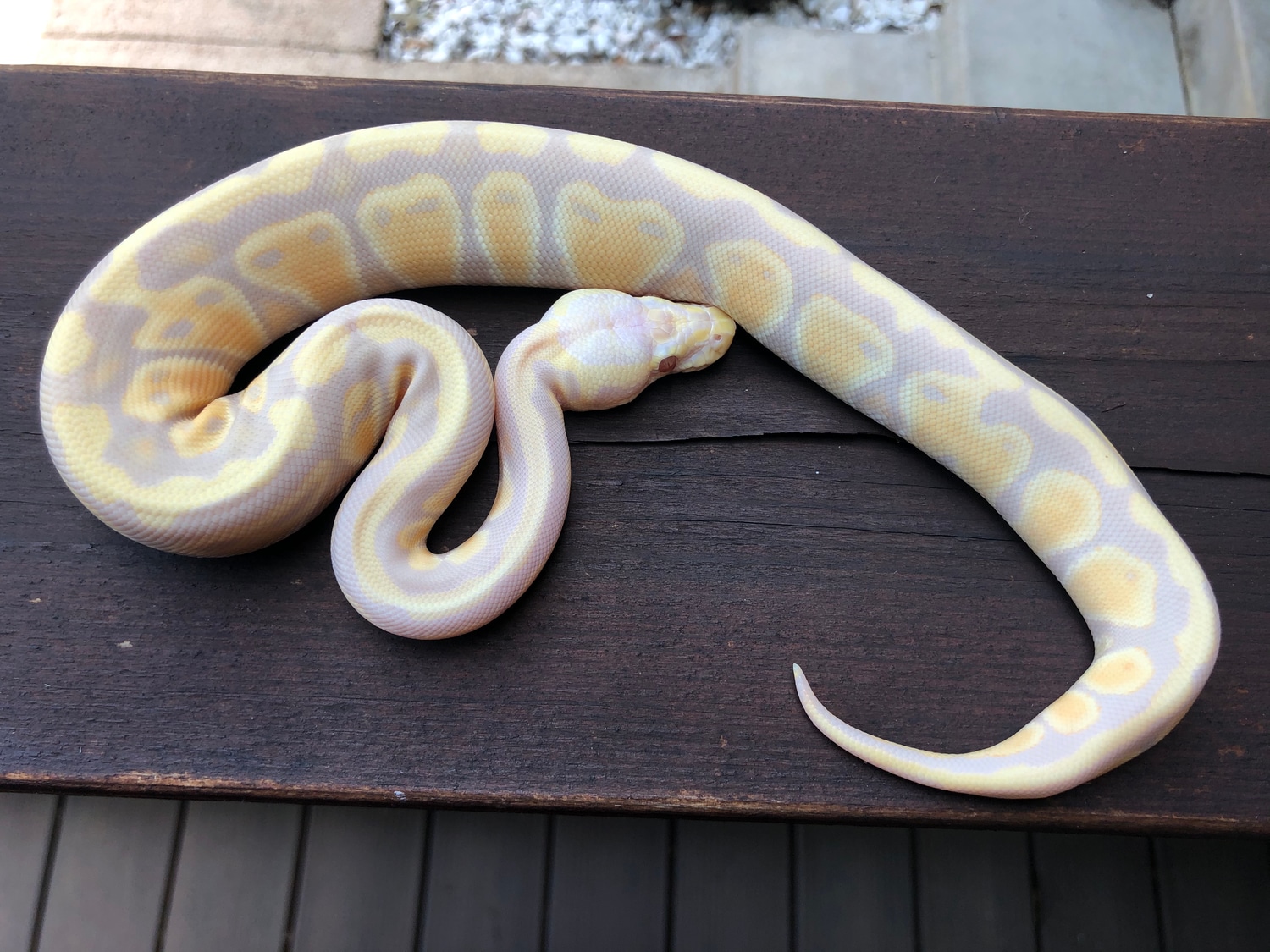 Pastel Toffino Ball Python by Double Helix Reptiles - MorphMarket