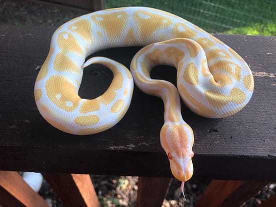 Spotnose Albino Ball Python by Double Helix Reptiles