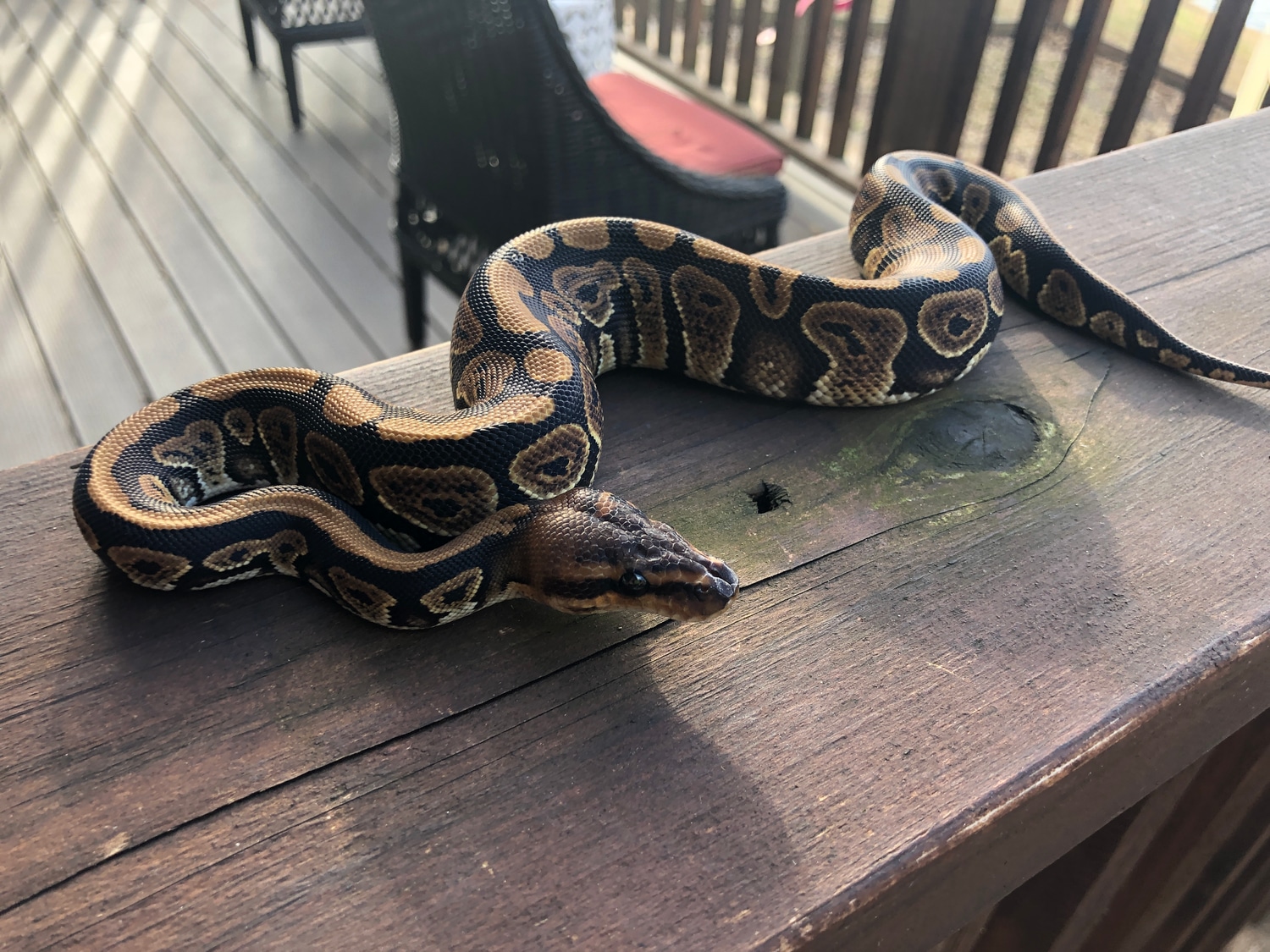 Mahogany Ball Python by Double Helix Reptiles - MorphMarket