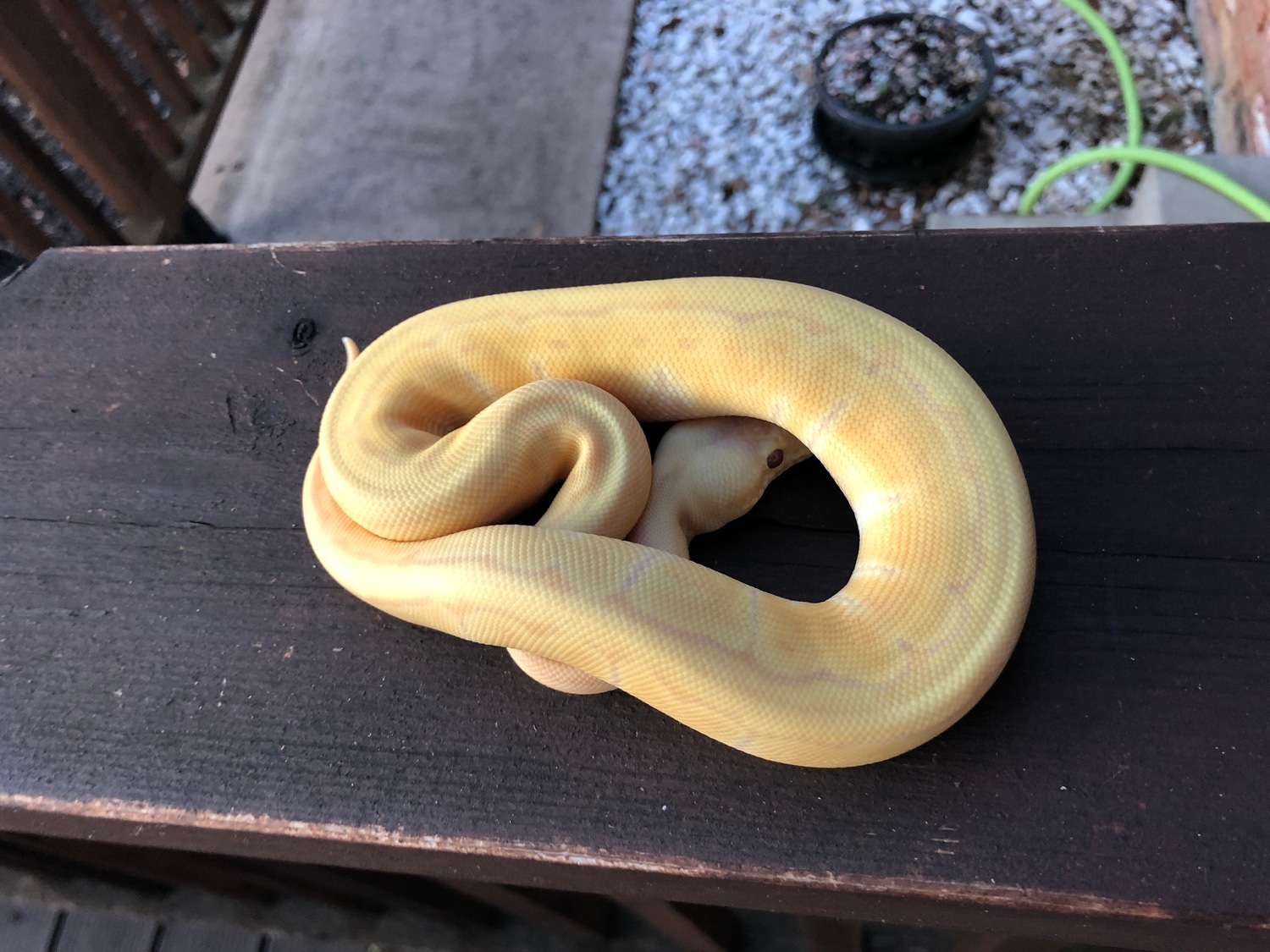 Pastel Pinstripe Toffino Ball Python by Double Helix Reptiles - MorphMarket