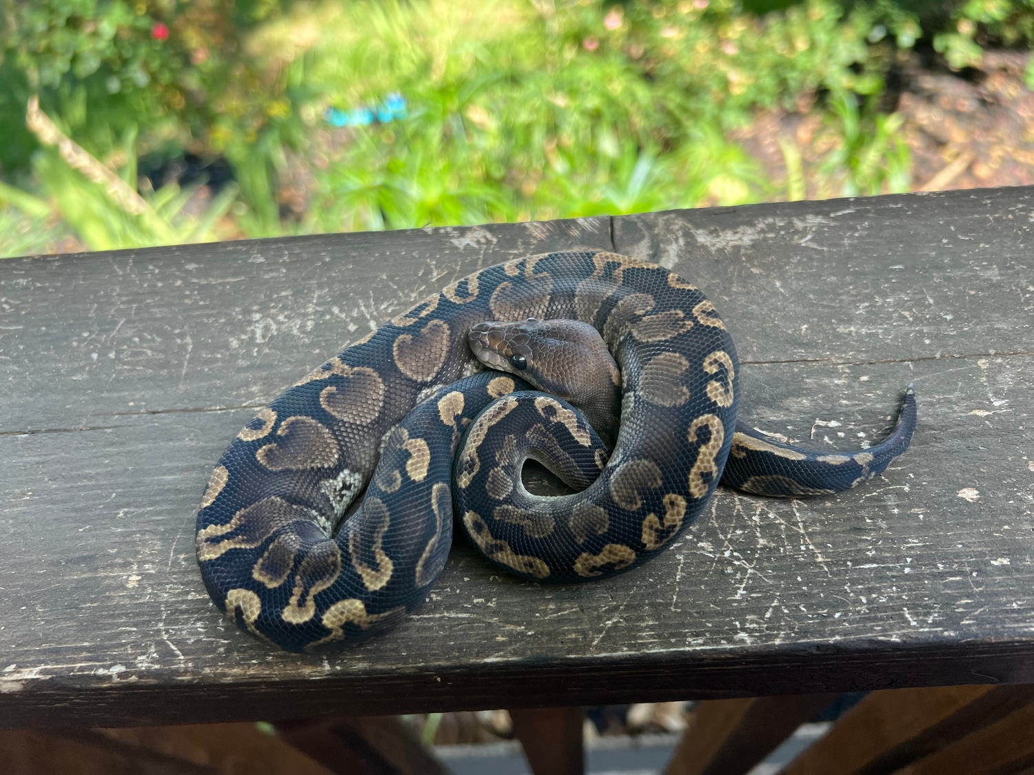 Mahogany GHI Ball Python by Double Helix Reptiles - MorphMarket