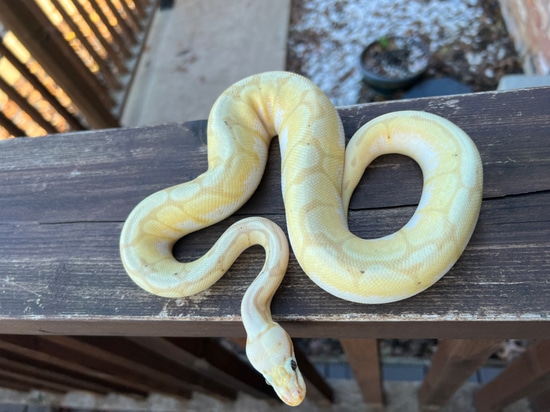 Pastel Spider Enchi Banana 100% Het Genetic Stripe Ball Python by ...