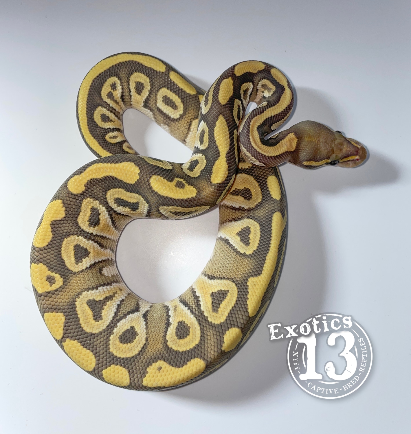 Mojave Ghost Ball Python by Exotics 13 - MorphMarket