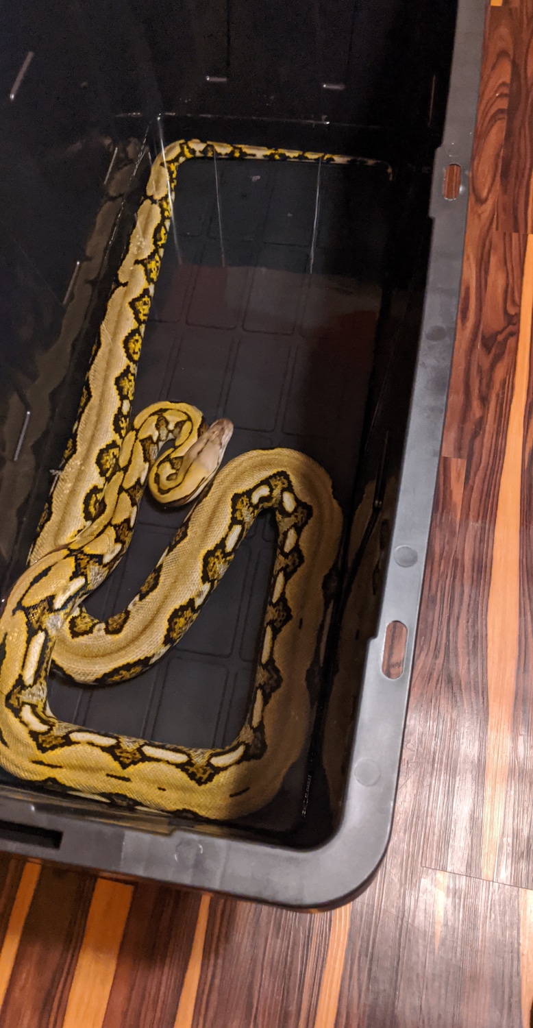 Tiger Het Renick Ghost Reticulated Python by ReptileRoom2020 - MorphMarket
