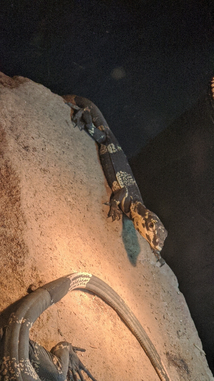 Socialized Captive Bred Lace Monitor - Bells Phase Other Monitor by ...