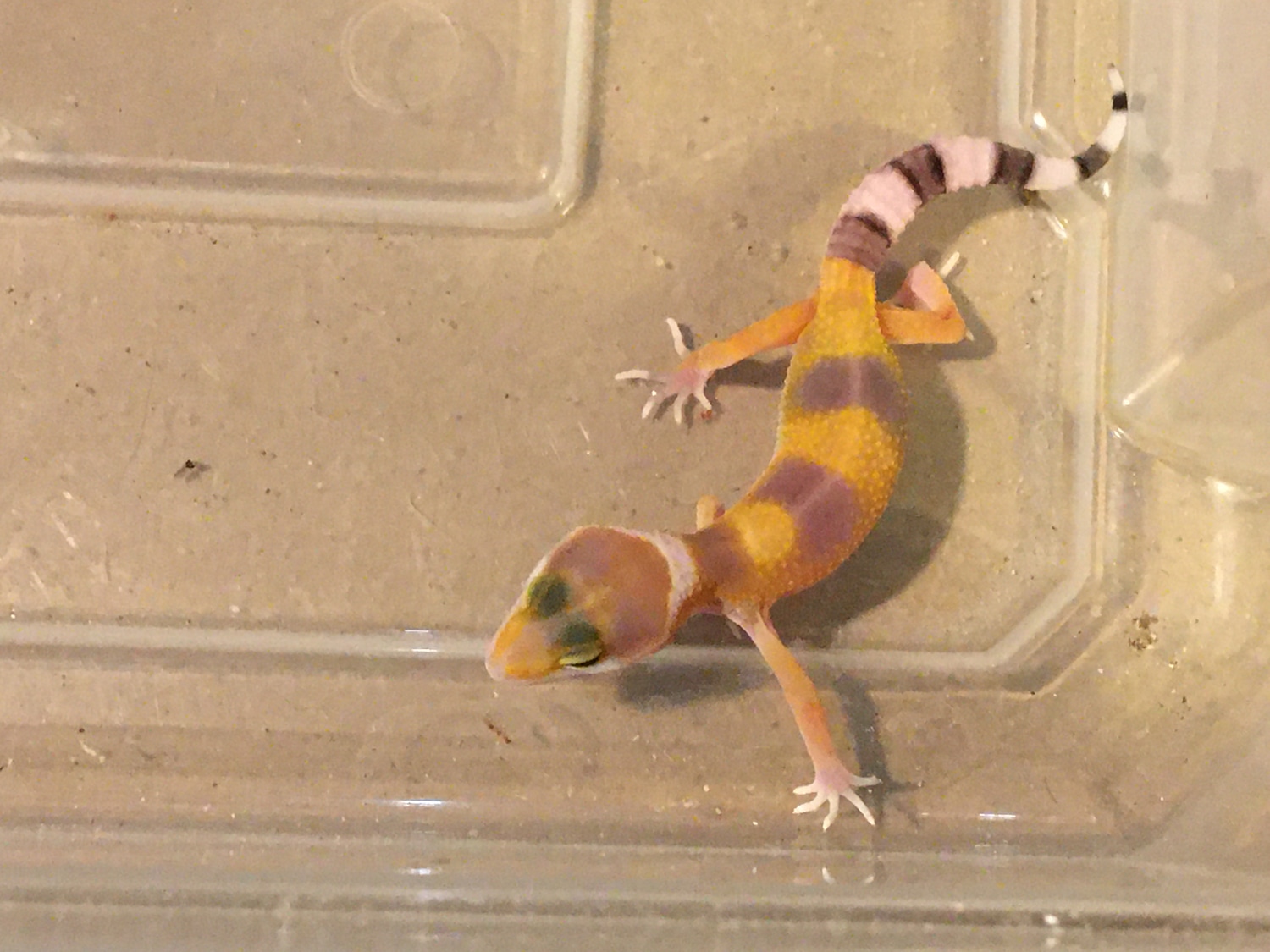 2020 Hypo Giant Leopard Gecko by Sticky Feet Exotics - MorphMarket