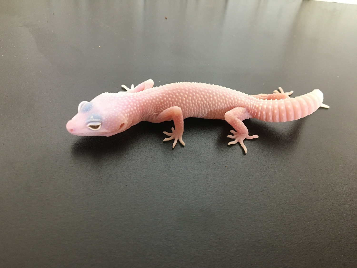Blazing Blizzard Leopard Gecko by Sticky Feet Exotics - MorphMarket