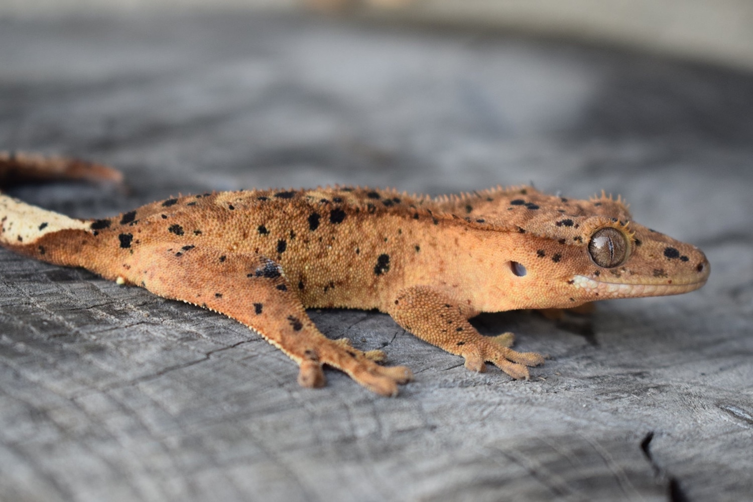 Yellow Brindle Dalmatian Crested Gecko by Zupi Reptiles LLC - MorphMarket