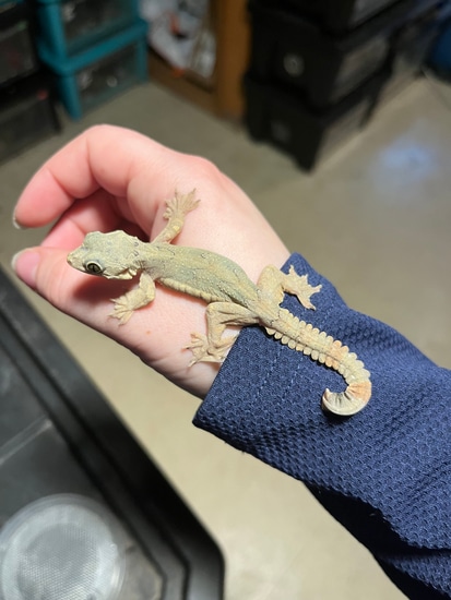 CB Flying Gecko Other Gecko by Zupi Reptiles LLC - MorphMarket