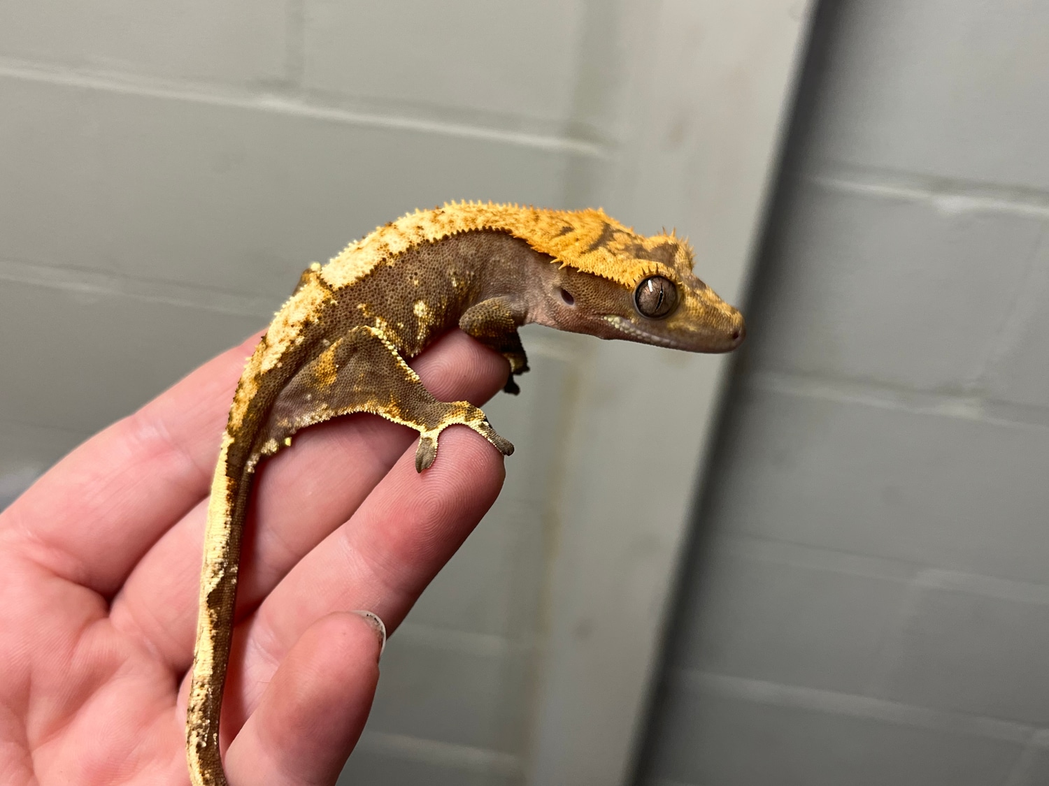 Flame Crested Gecko by Zupi Reptiles LLC - MorphMarket