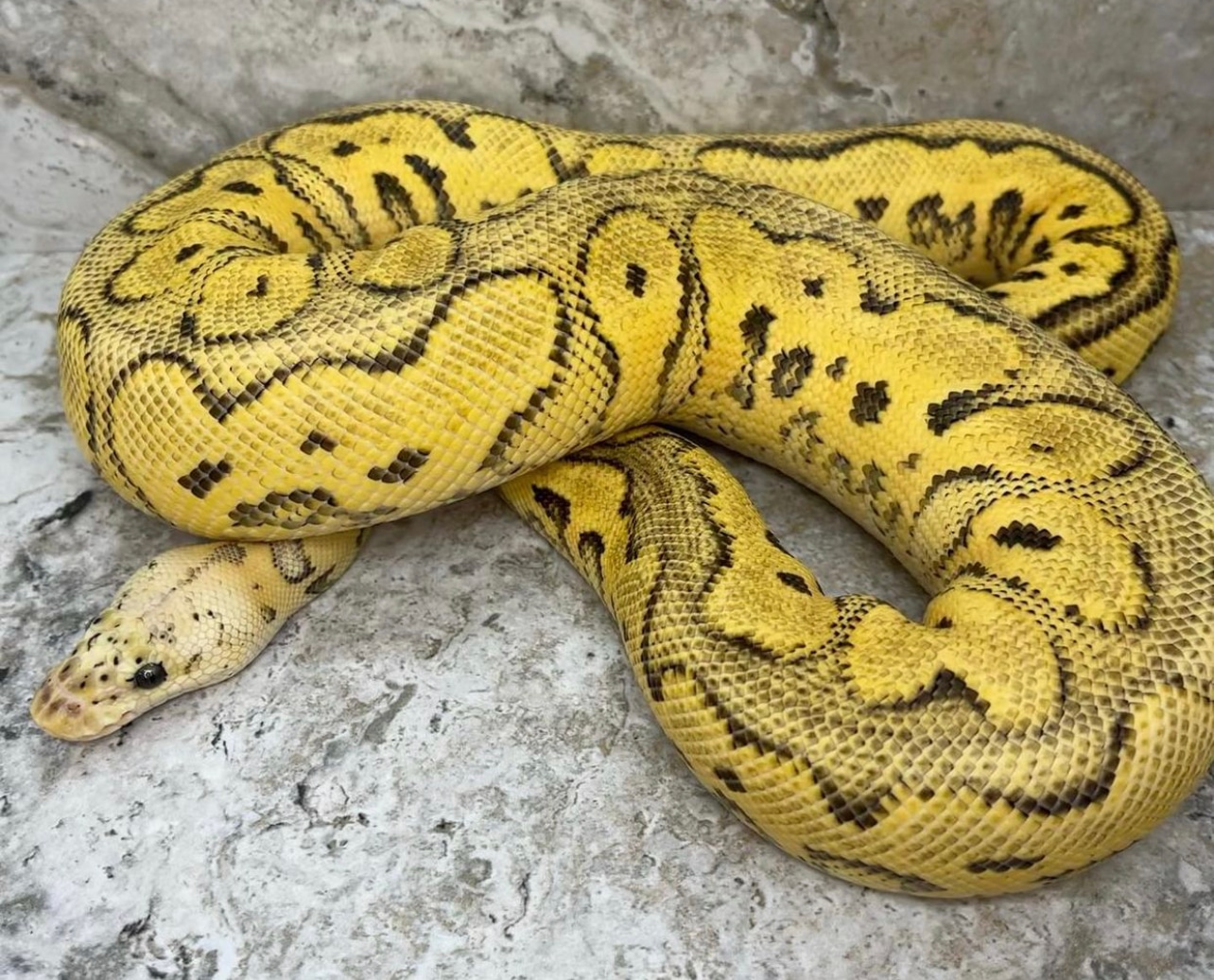 Yellow Belly Killer Clown Ball Python by WhiteHart Reptiles - MorphMarket