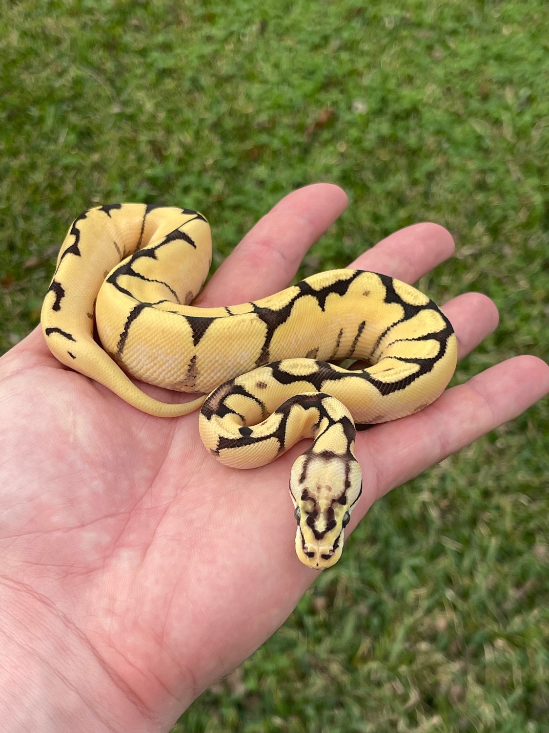 Orange Dream Yellow Belly Bumblebee Het Clown Ball Python by WhiteHart ...