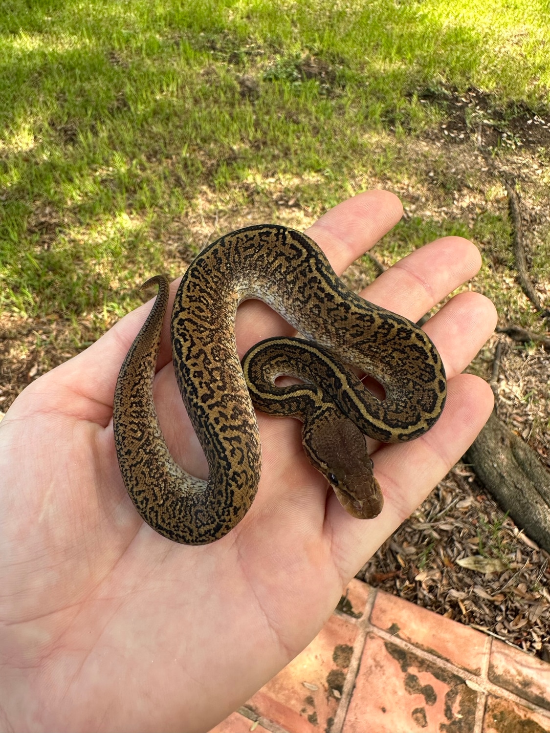 Monsoon Ball Python by WhiteHart Reptiles - MorphMarket