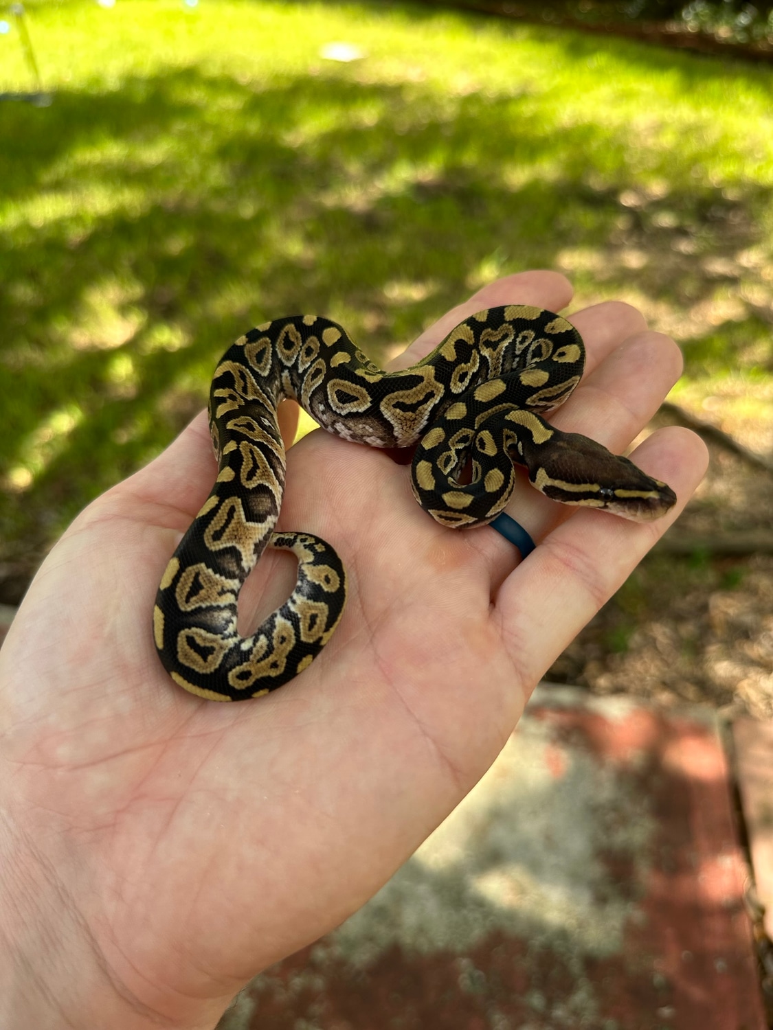 Phantom 66% Het Monsoon Ball Python by WhiteHart Reptiles - MorphMarket