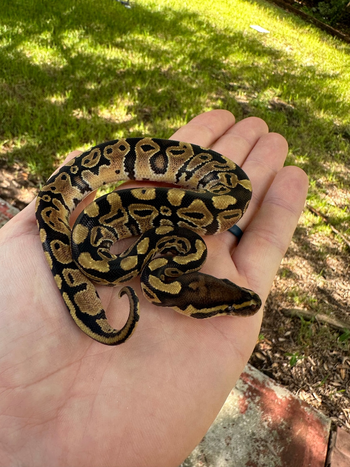 66% Het Monsoon Ball Python by WhiteHart Reptiles, LLC - MorphMarket