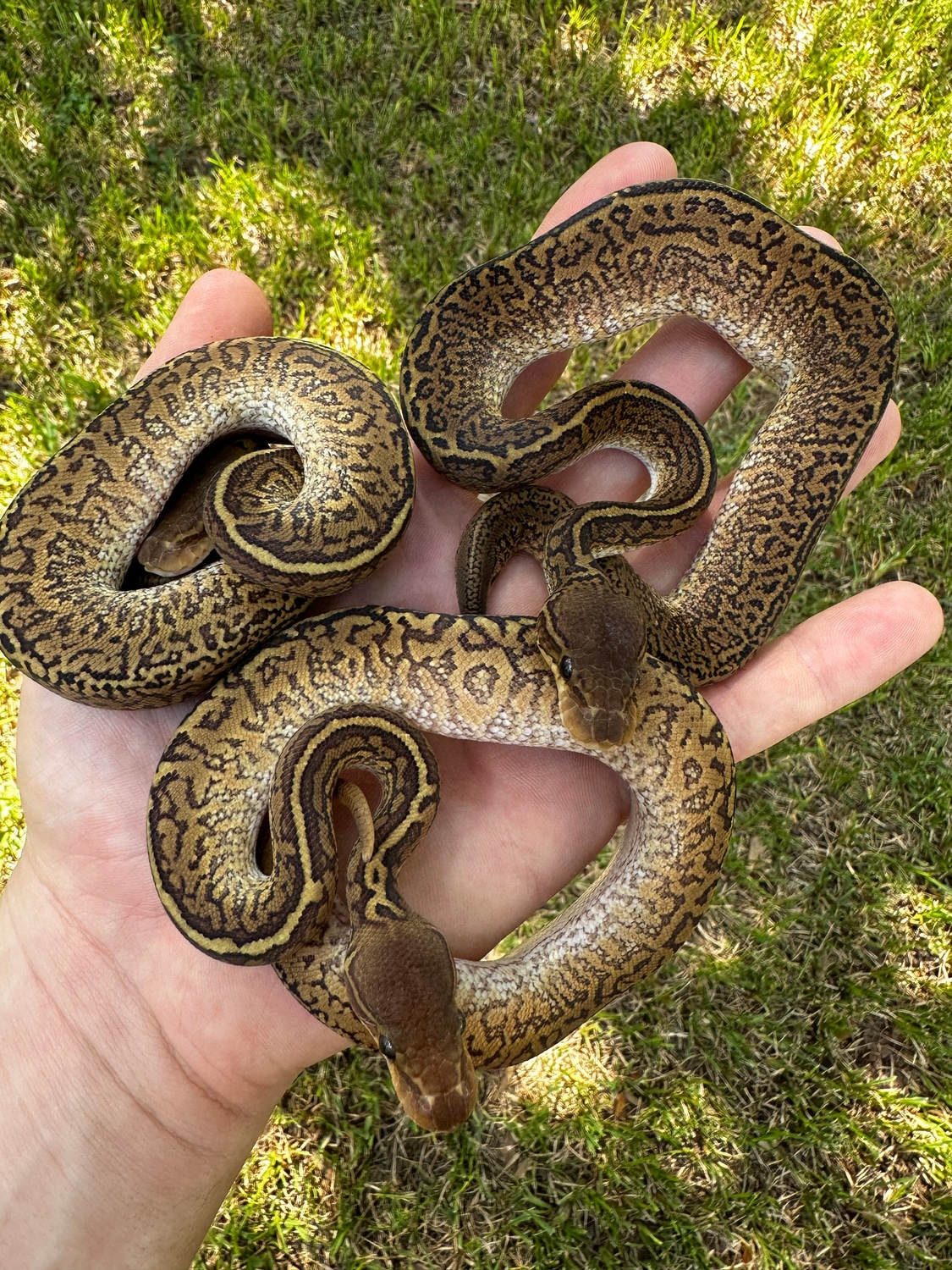 Phantom 66% Het Monsoon Ball Python by WhiteHart Reptiles, LLC ...
