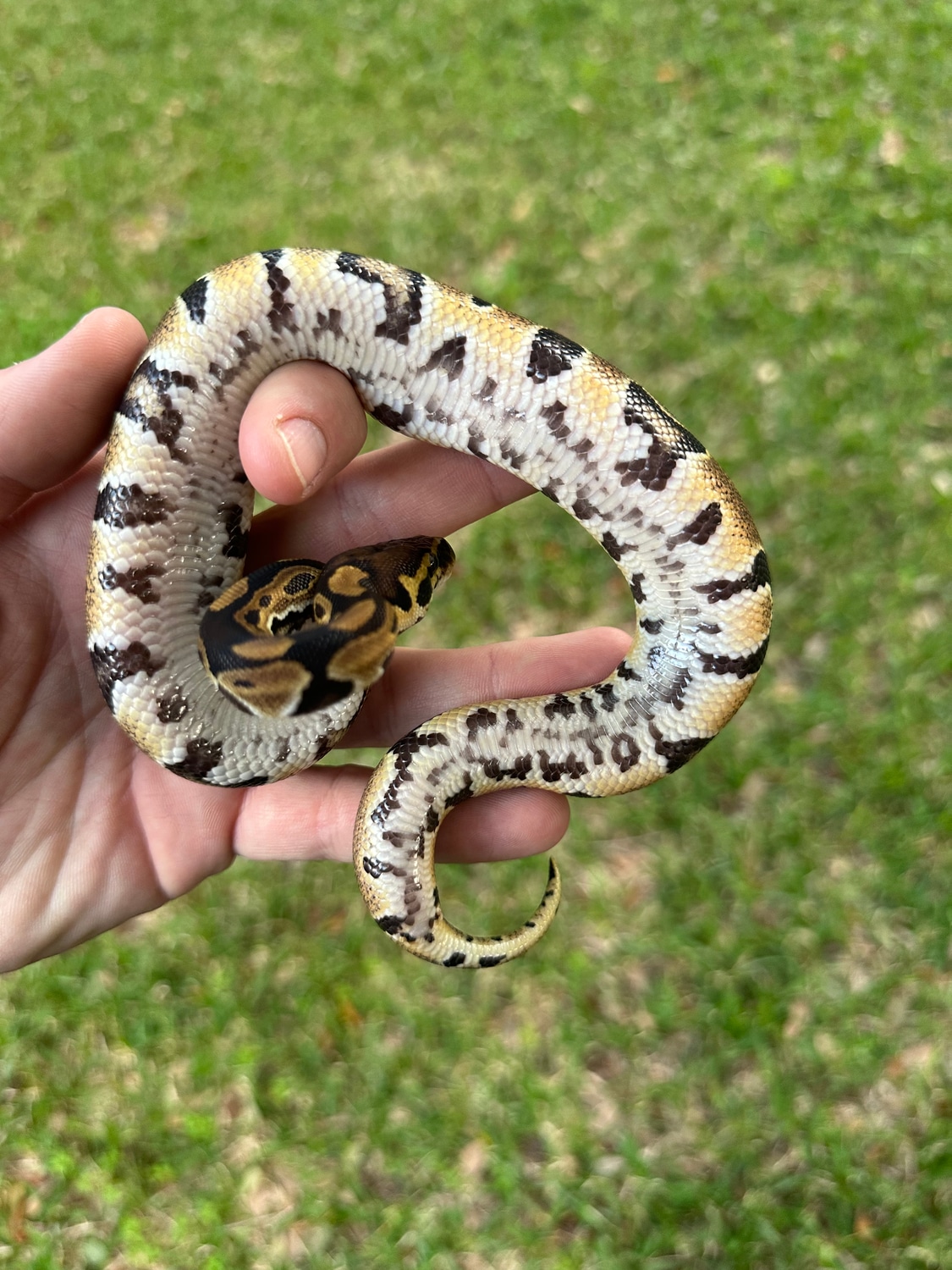 66% Het Monsoon Ball Python by WhiteHart Reptiles - MorphMarket