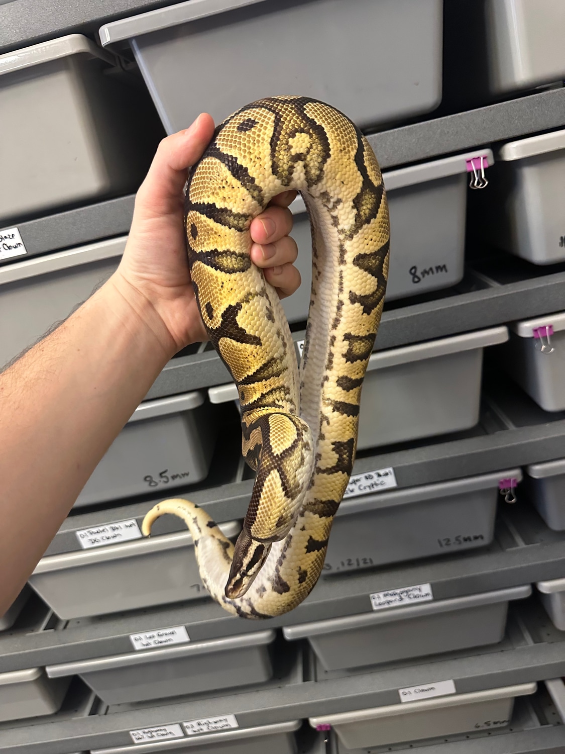 Pastel Gravel Group Ball Python by WhiteHart Reptiles - MorphMarket