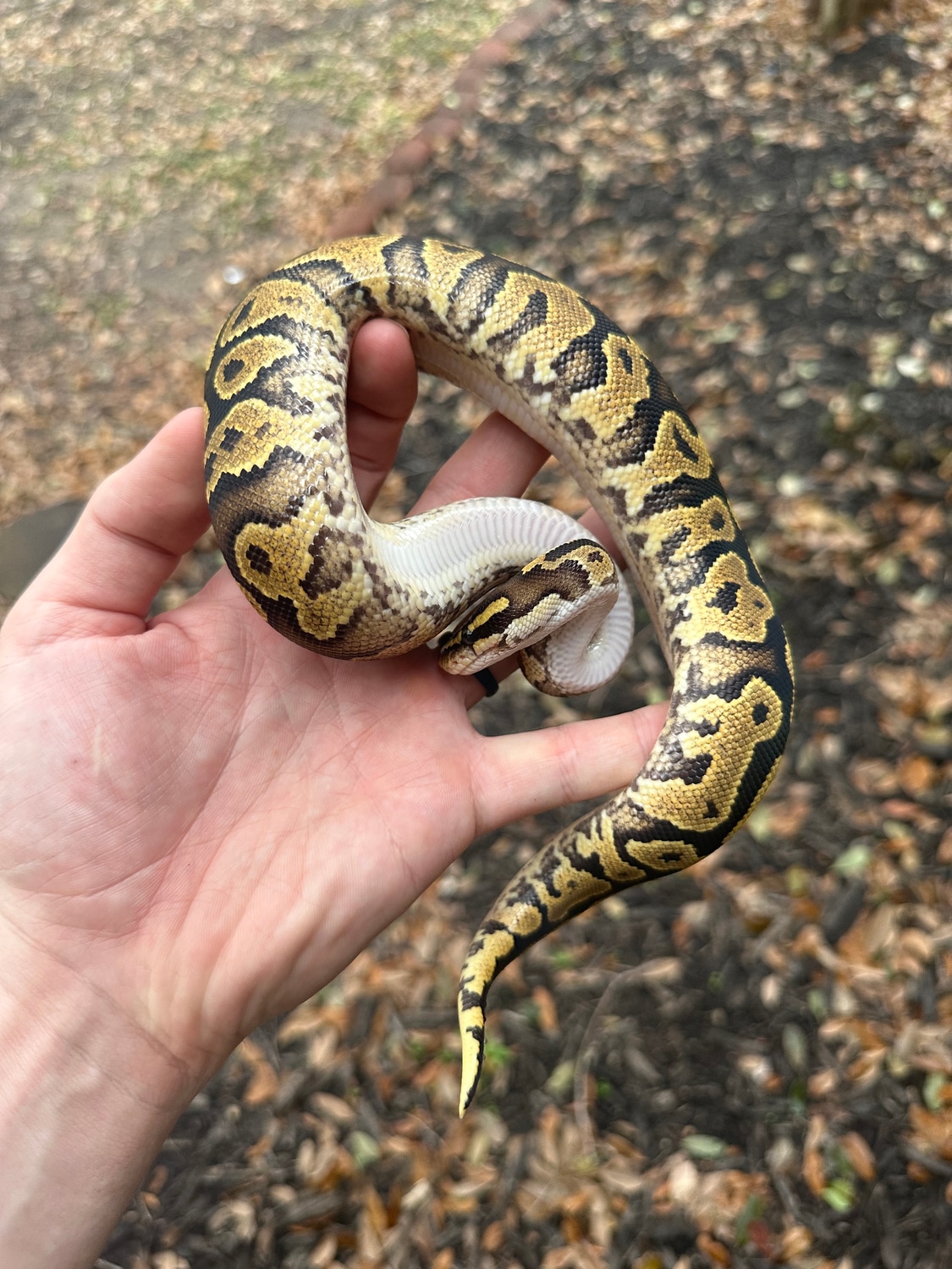 Fire Gravel Ball Python by WhiteHart Reptiles - MorphMarket