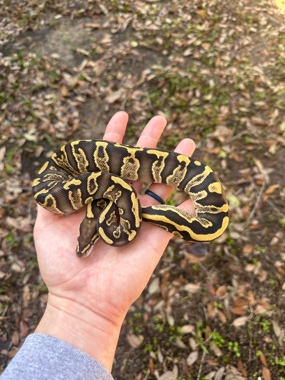 Cypress GHI Leopard Fire Ball Python by WhiteHart Reptiles - MorphMarket