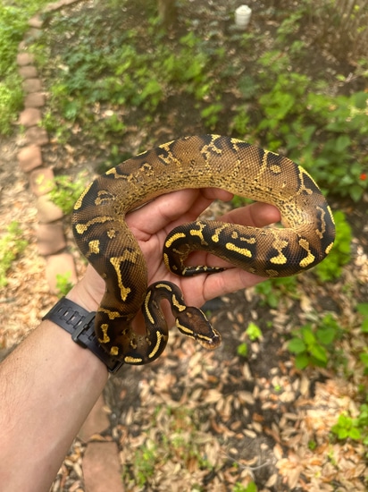 Pavement Het Clown (Asphalt X Gravel) Ball Python by WhiteHart Reptiles
