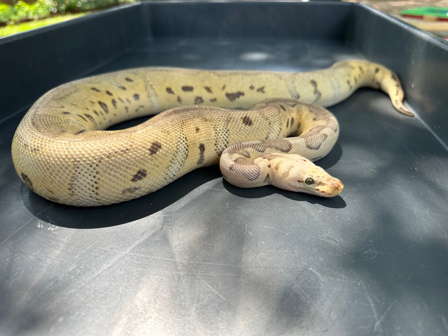 Super Pastel Clown Ball Python by WhiteHart Reptiles - MorphMarket
