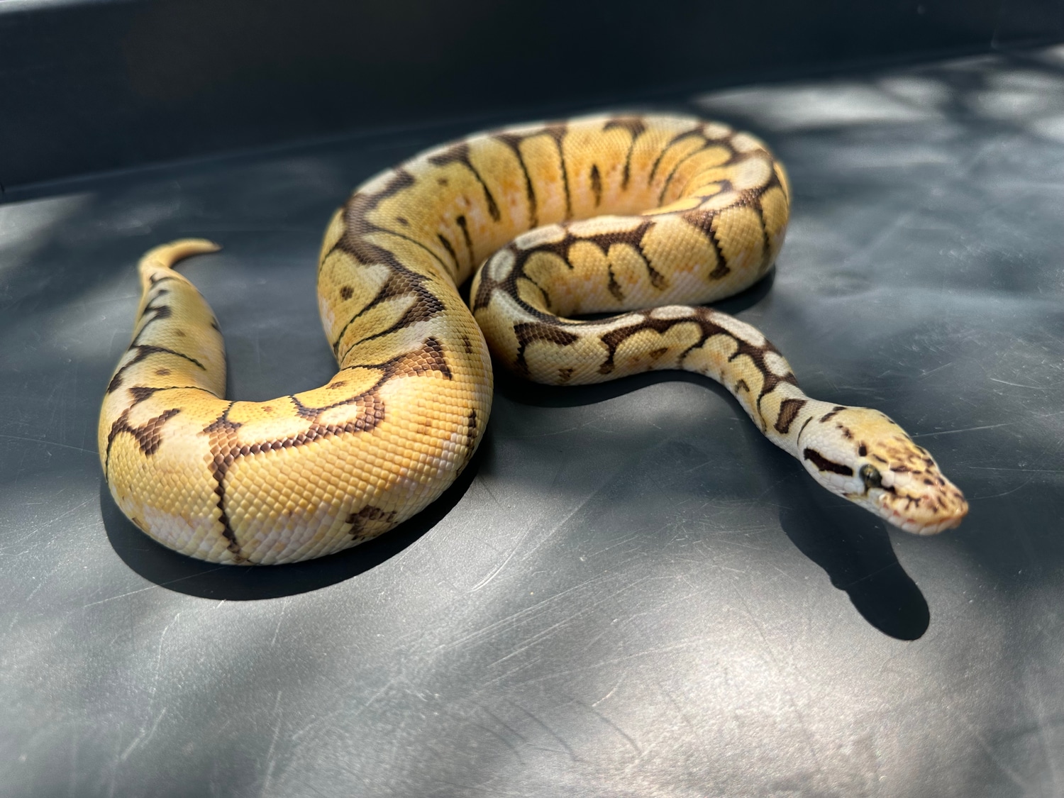NR Mandarin Bumblebee Het Clown Ball Python by WhiteHart Reptiles ...