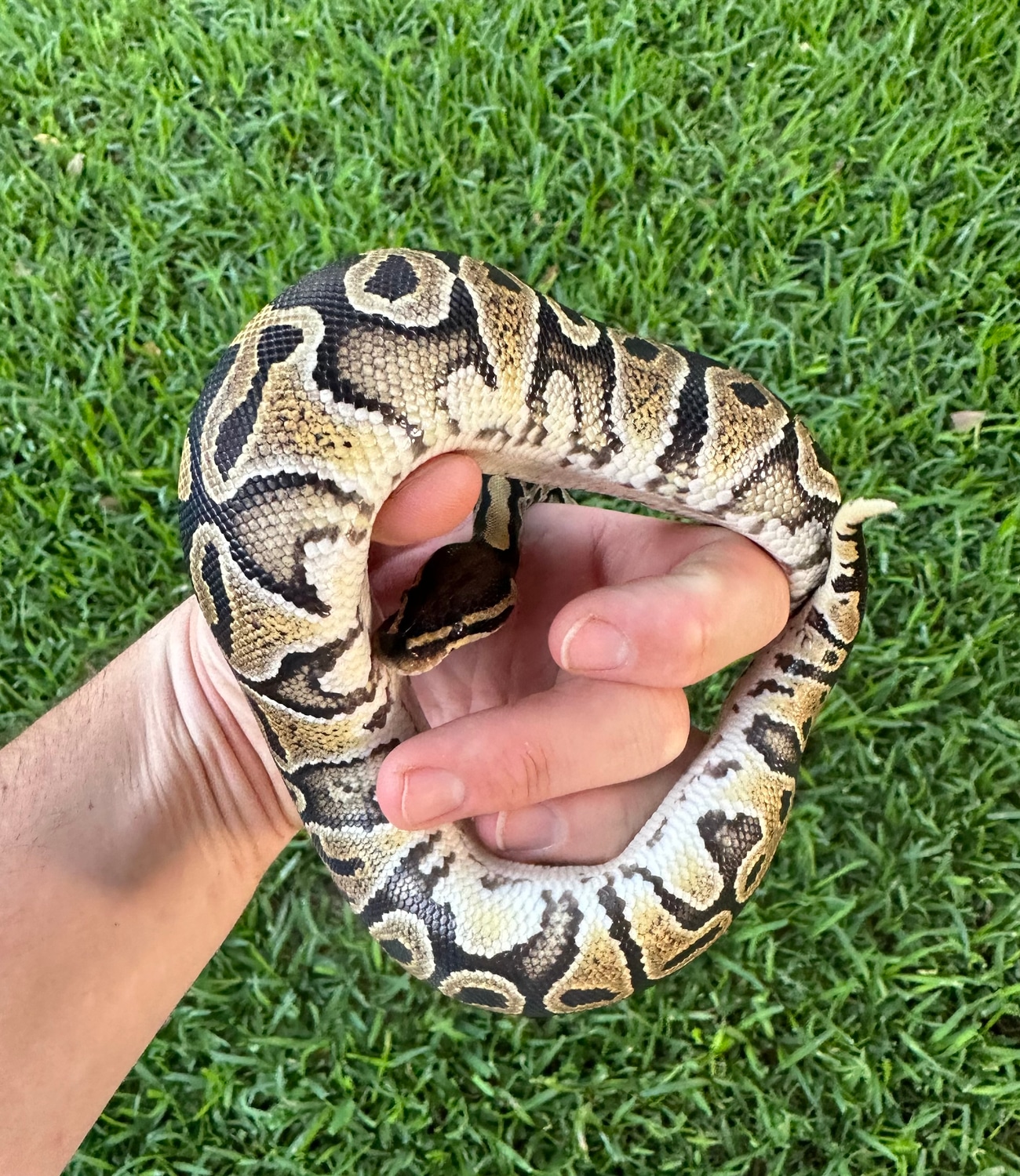Phantom 66% Het Monsoon Ball Python by WhiteHart Reptiles - MorphMarket