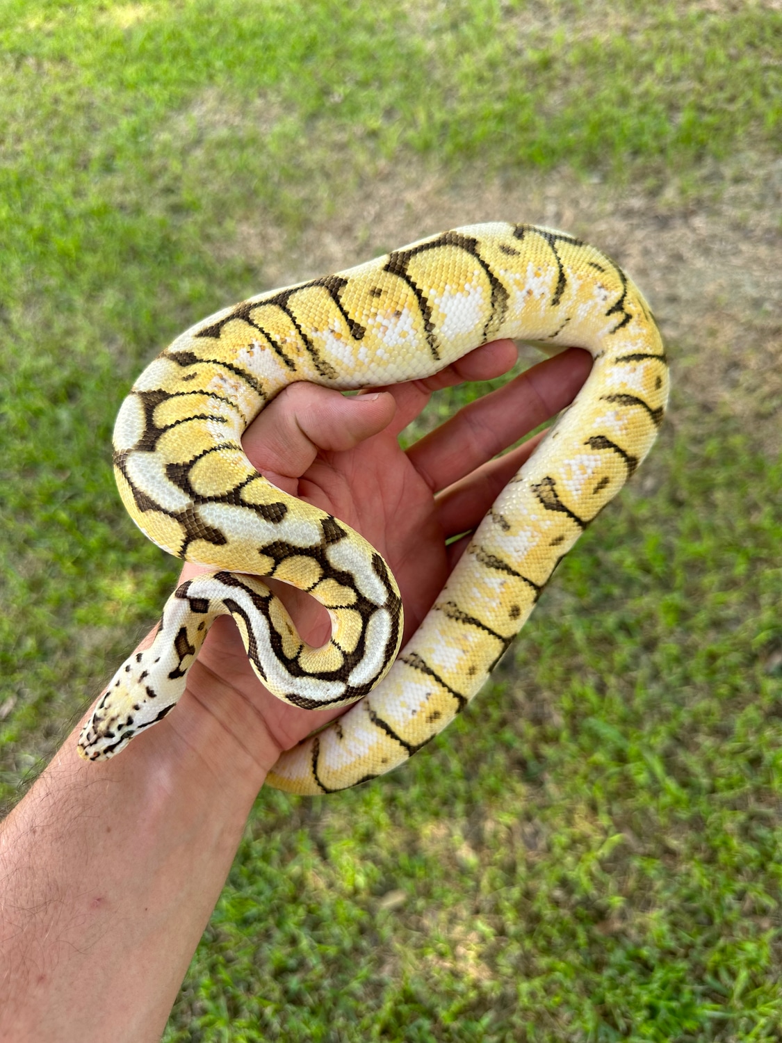 Special Bumblebee Poss NR Mandarin Het Clown Ball Python by WhiteHart ...