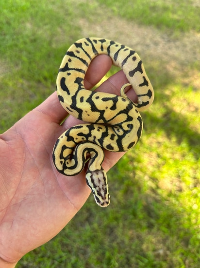 OD SN Firefly Redhead Het Puzzle Ball Python by WhiteHart Reptiles