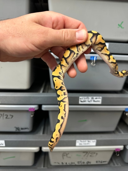 OD YB Weirdo Pastel 100% Het Hypo 66% Het Puzzle Ball Python by ...