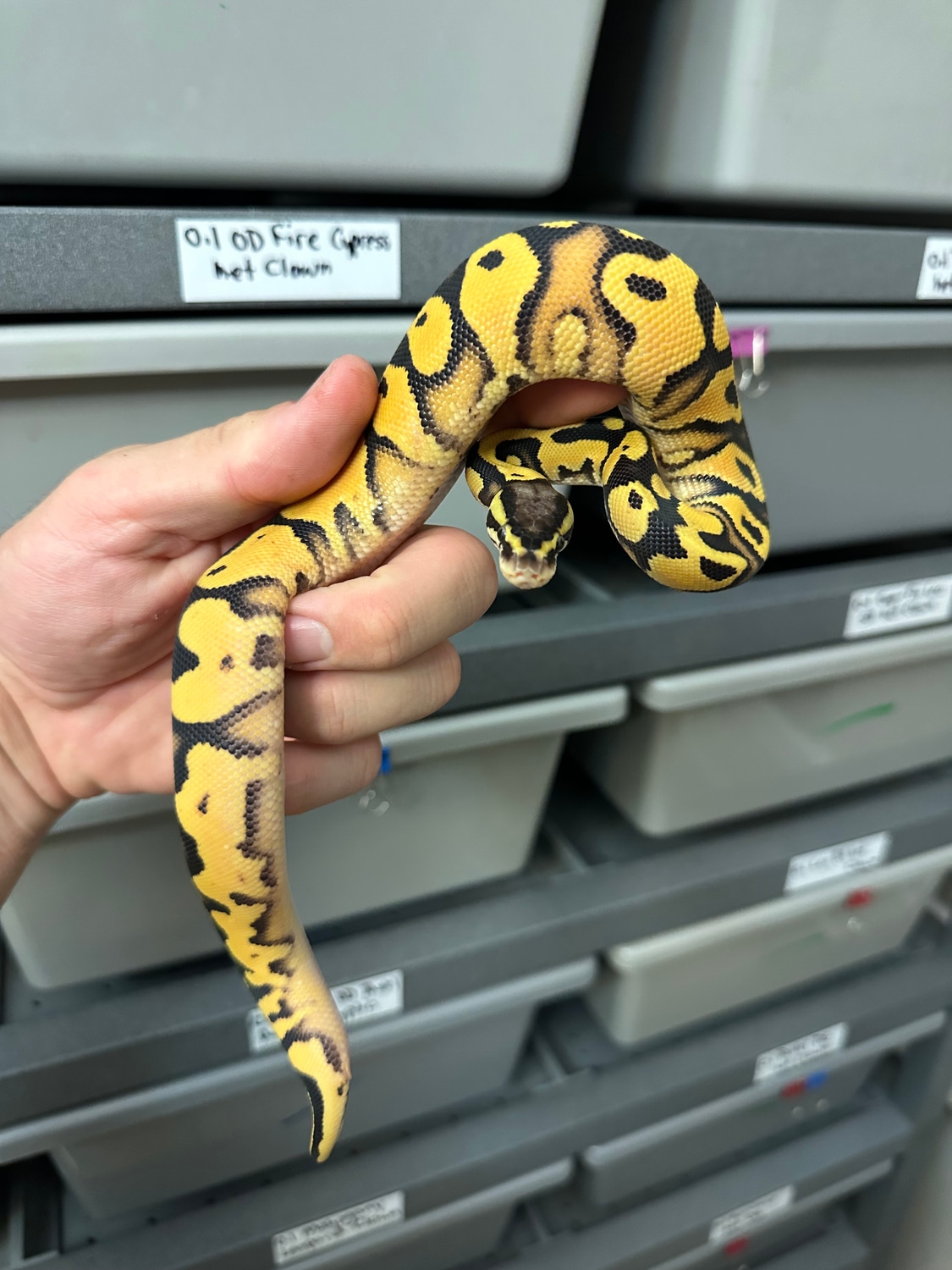 OD YB Weirdo Pastel 100% Het Hypo 66% Het Puzzle Ball Python by ...