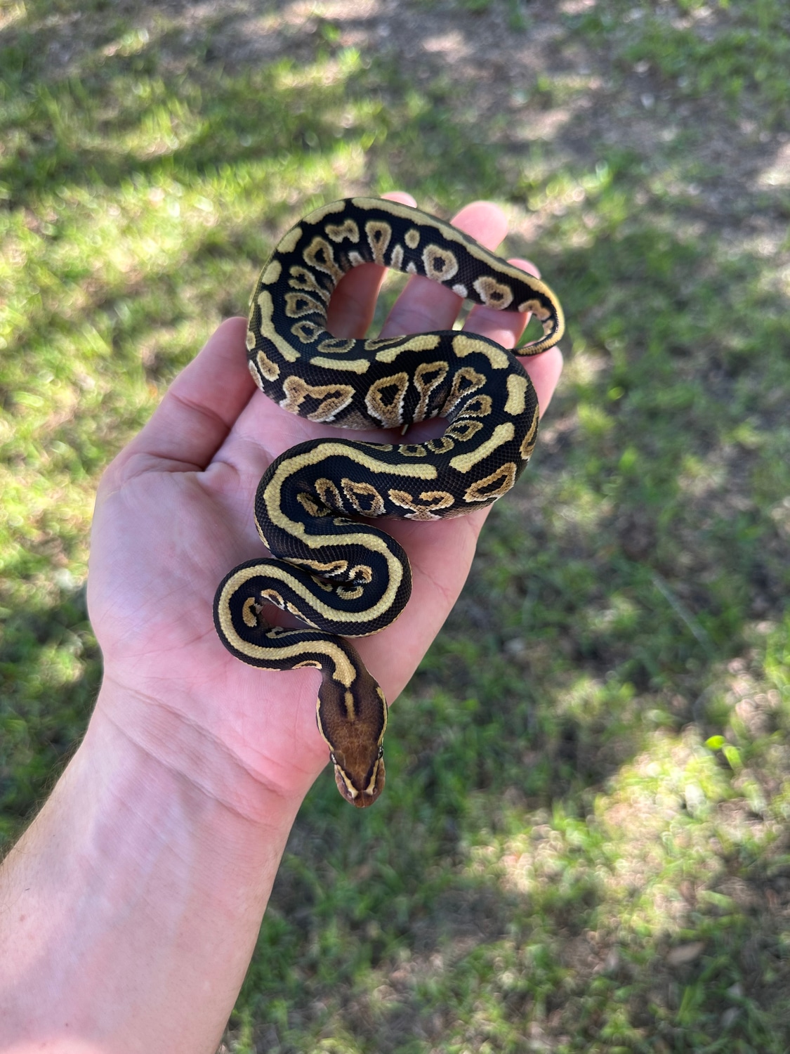 Redstripe Spotnose Mojave Het Clown Ball Python by WhiteHart Reptiles ...