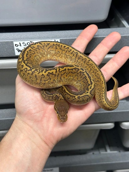 Monsoon Ball Python by WhiteHart Reptiles