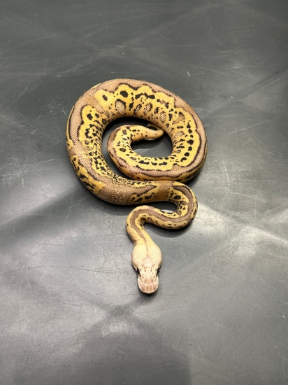 Cypress Leopard Firefly Clown Poss YB Ball Python by WhiteHart Reptiles