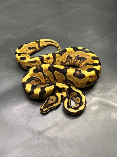 Orange Dream Yellowbelly Spotnose Enchi Het Clown Ball Python by ...