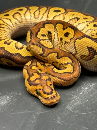 Special Yellowbelly Clown Ball Python by WhiteHart Reptiles