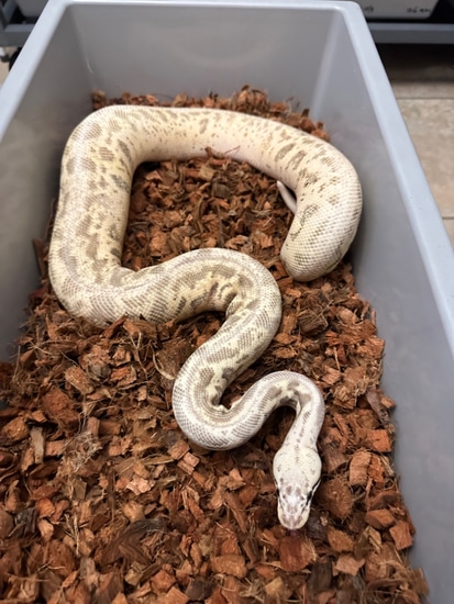 Superfly Leopard Spotnose Het Clown Ball Python by WhiteHart Reptiles