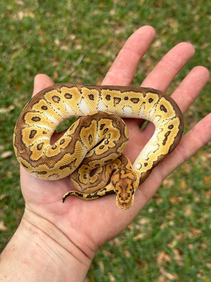 Special Clown Ball Python by WhiteHart Reptiles