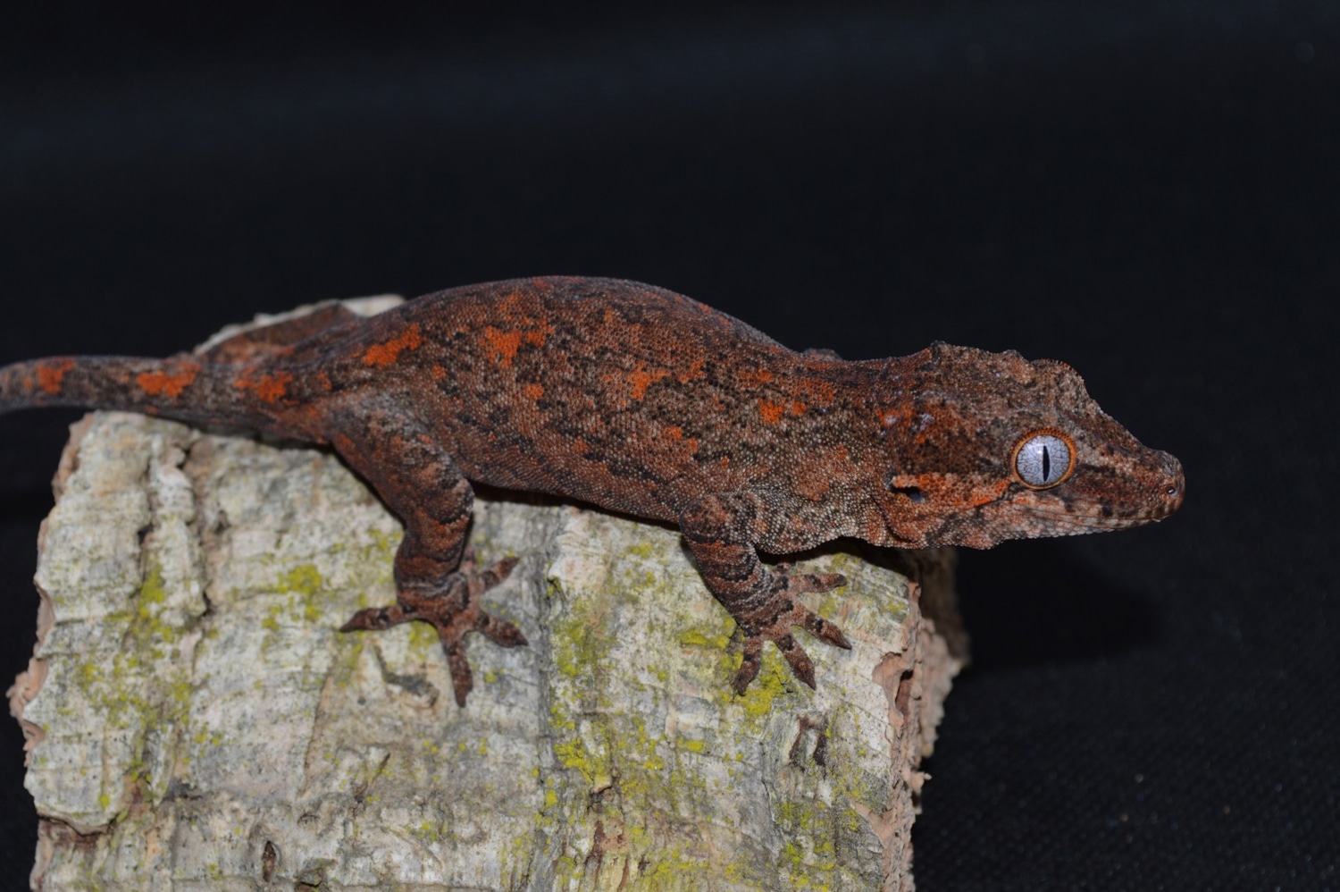 RTB Female Red Blotch Gargoyle Gecko by MP Cresties - MorphMarket