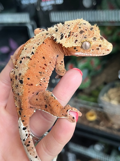 Female Super Dal Red & Black Spots Crested Gecko by MP Cresties