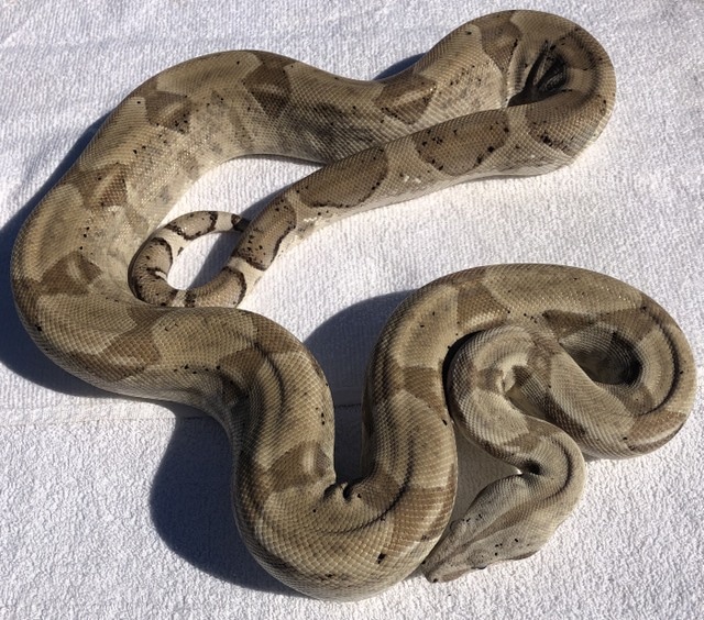2015 Ghost Het VPI T+ Male Proven Breeder Boa Constrictor by Matt Gurrola - MorphMarket